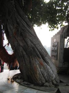 The Immortal Banyan Tree at Kurukshetra
