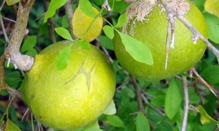 Bilvashtakam Stotram and It's Significance