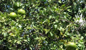 Bilvashtakam Stotram and It's Significance